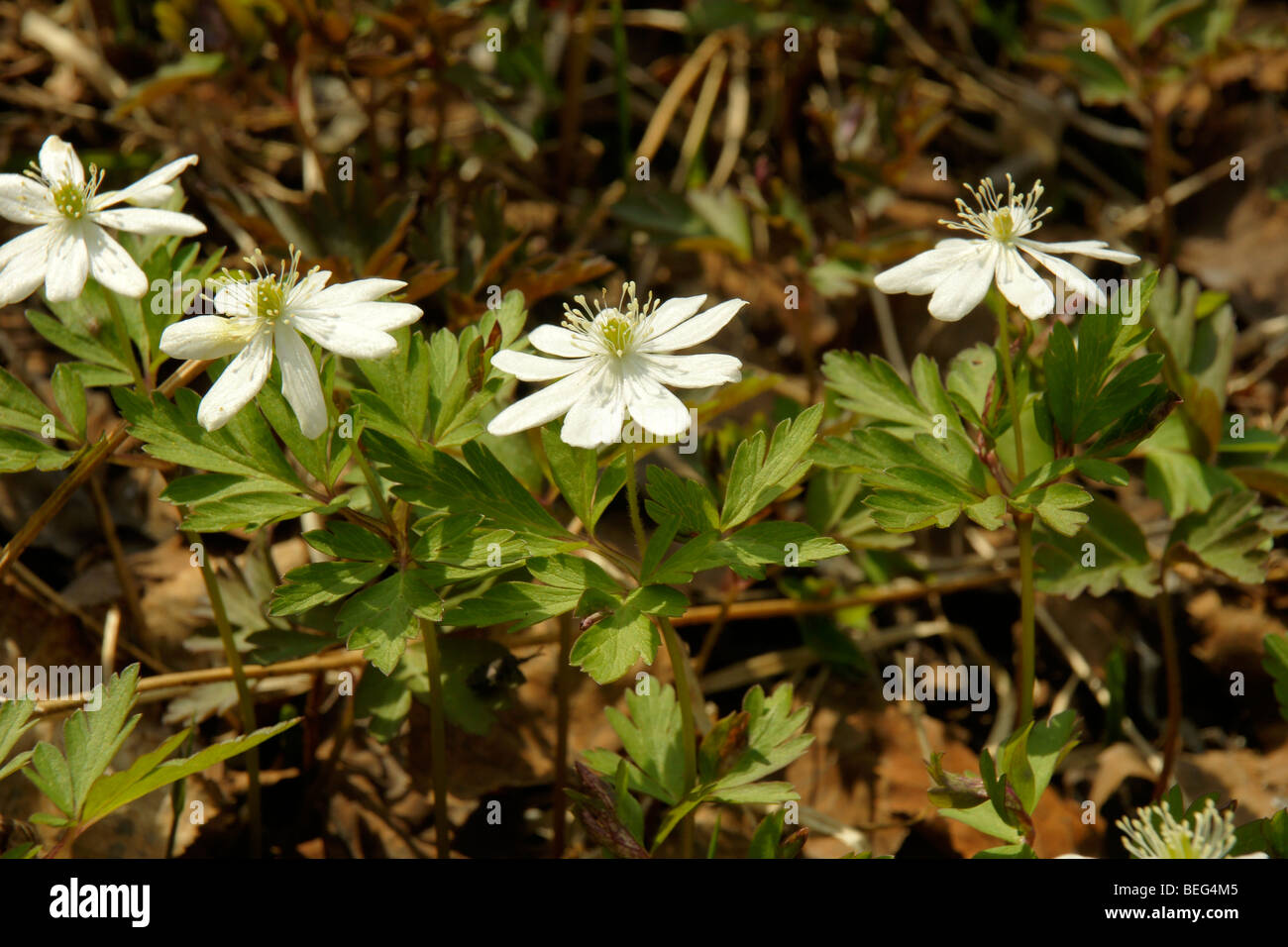 Amurensis hi-res stock photography and images - Alamy