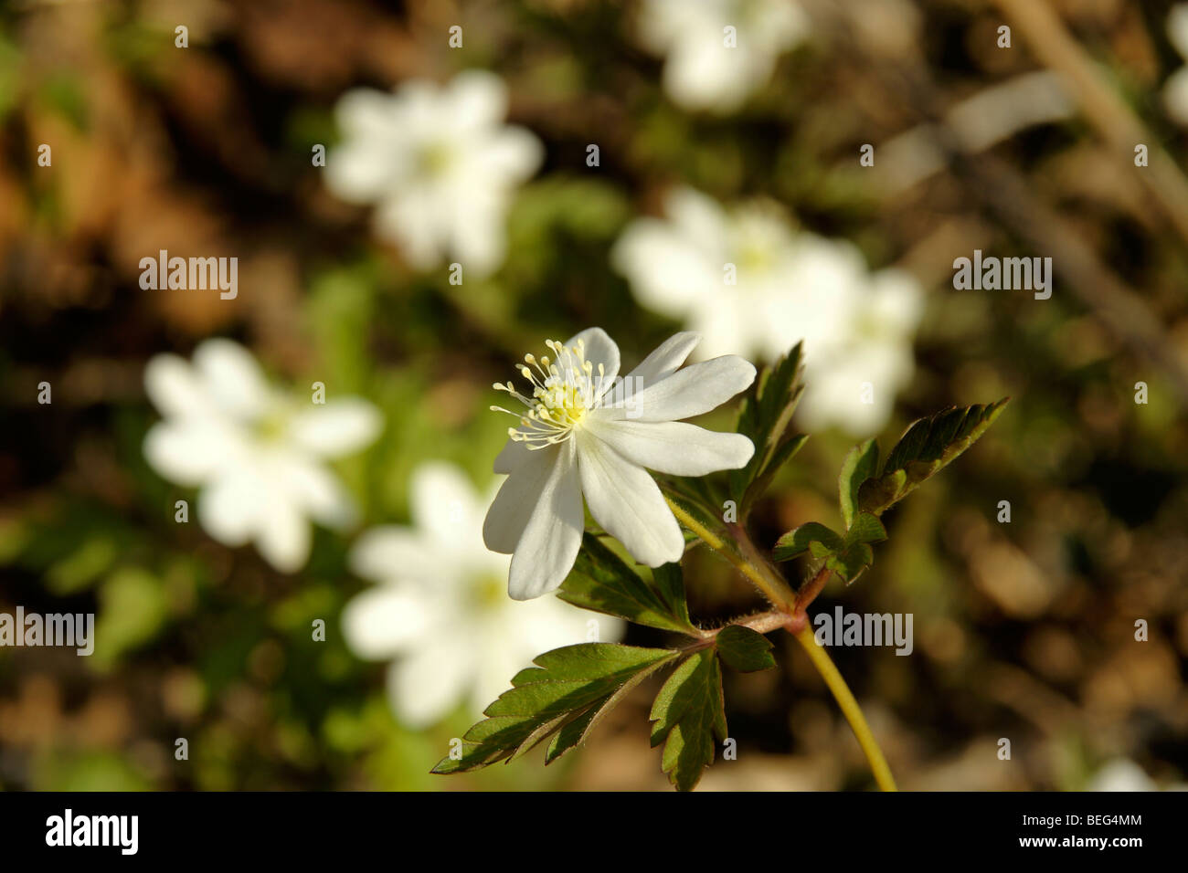 Amurensis hi-res stock photography and images - Alamy