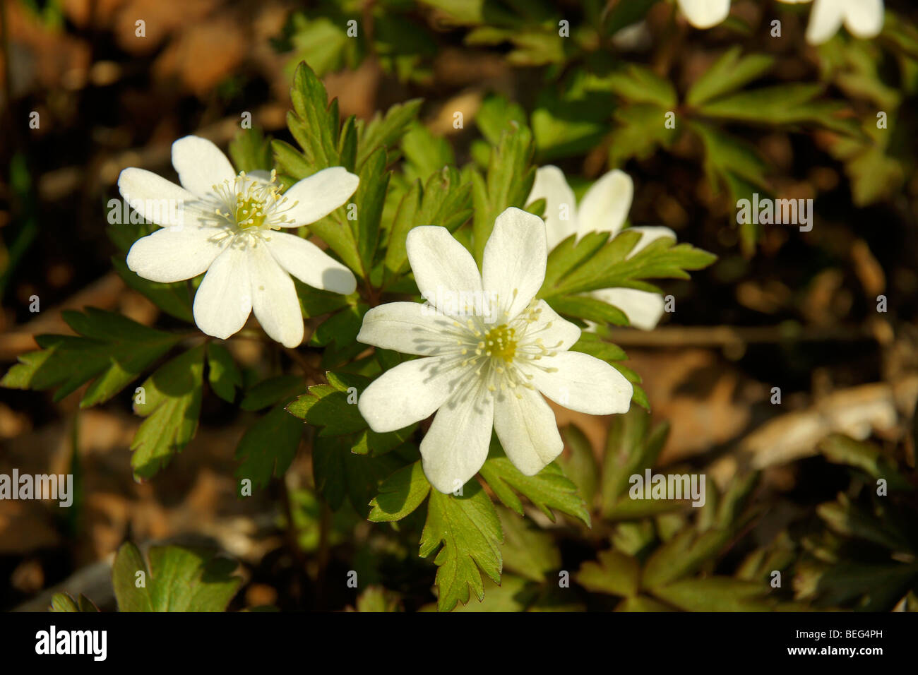 Amurensis hi-res stock photography and images - Alamy