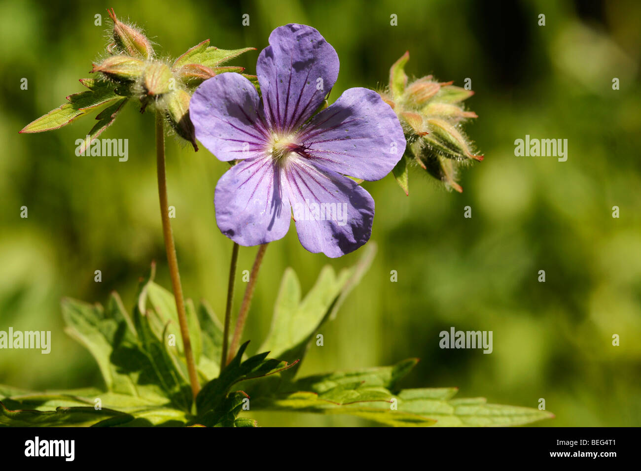 Geranium bloom hi-res stock photography and images - Alamy