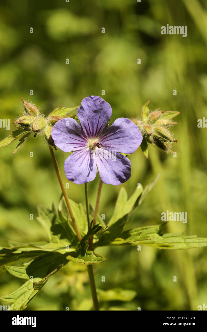 Northern geranium hi-res stock photography and images - Alamy