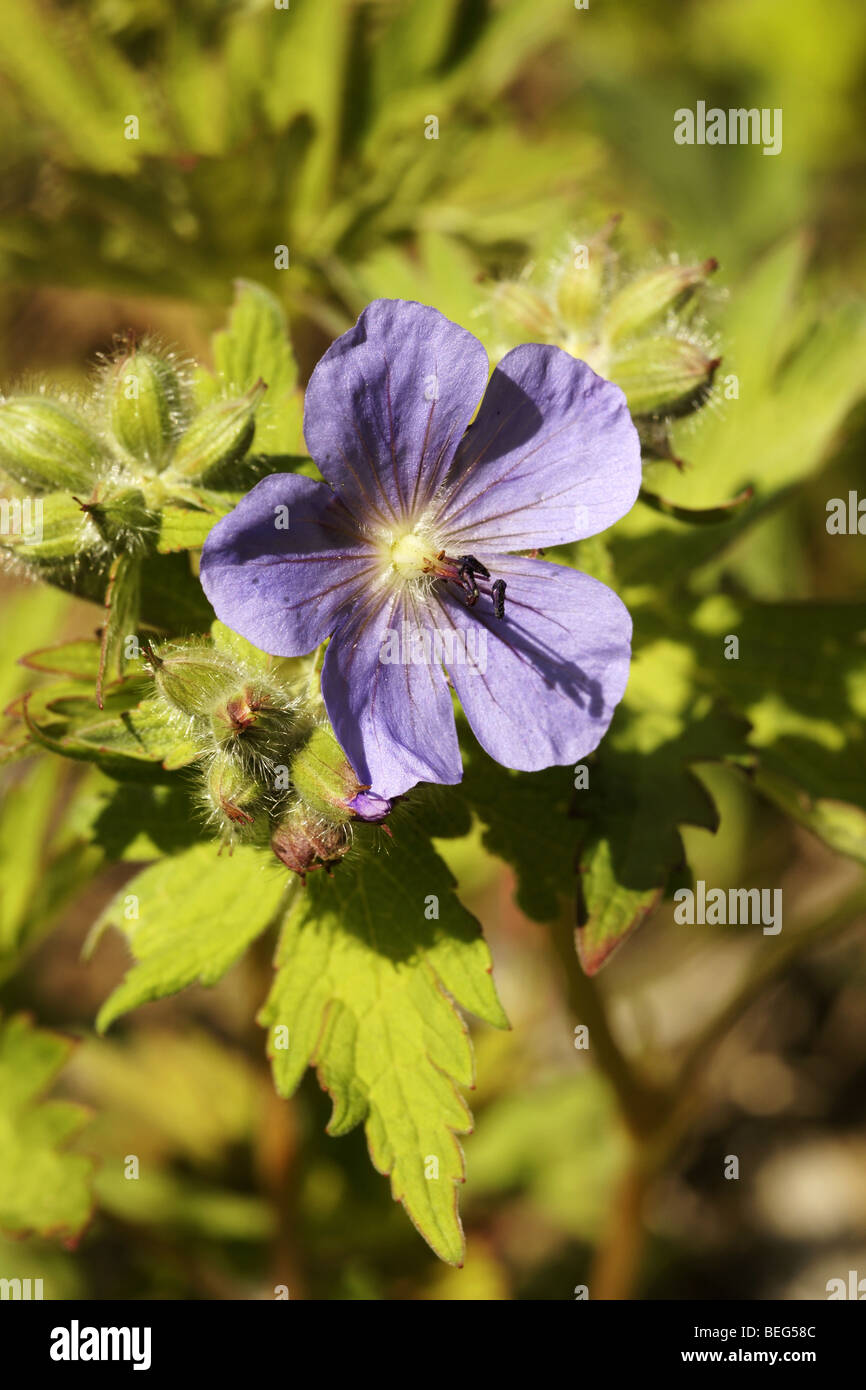 Northern geranium (Geranium erianthum Stock Photo - Alamy