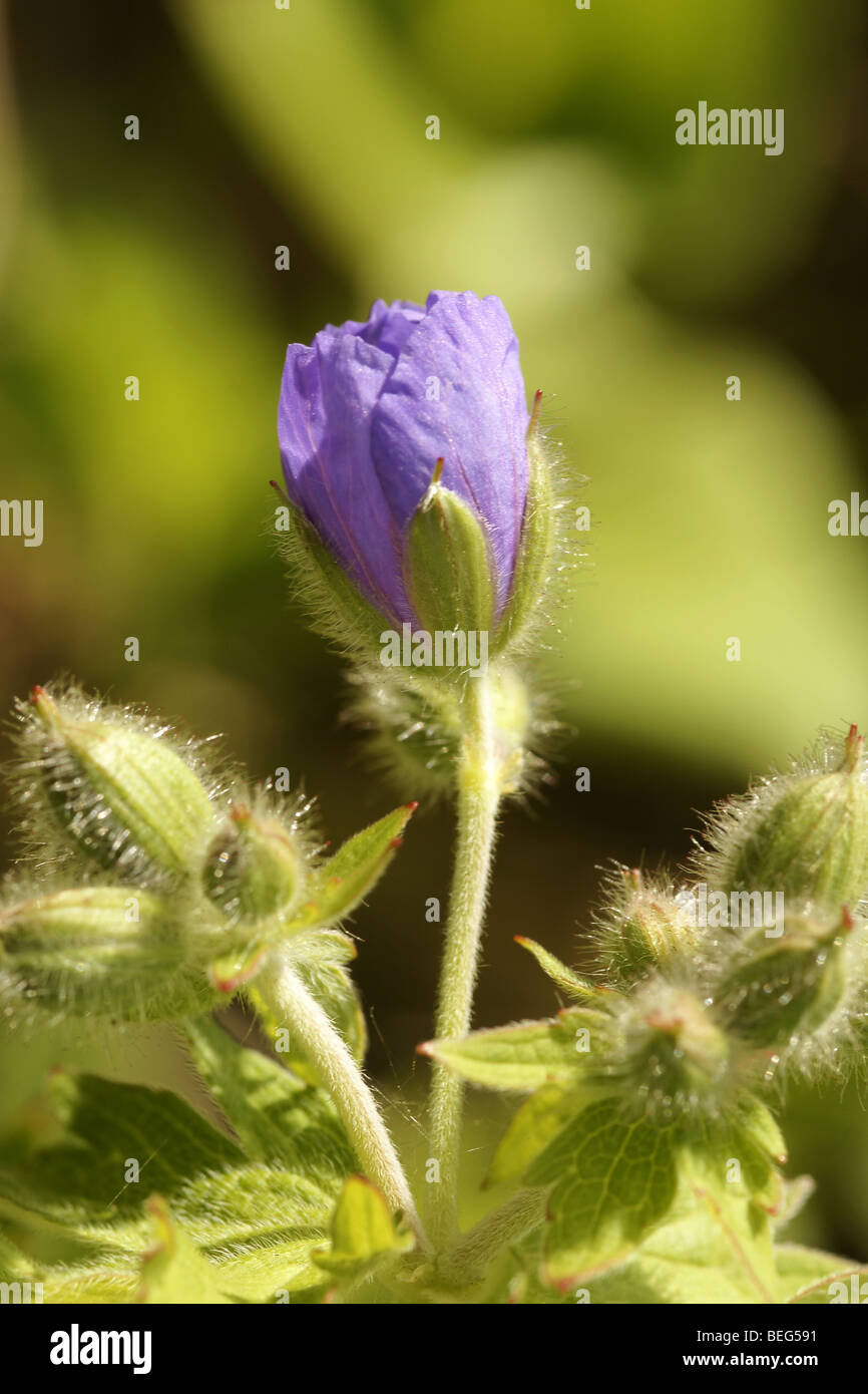 Northern geranium (Geranium erianthum Stock Photo - Alamy