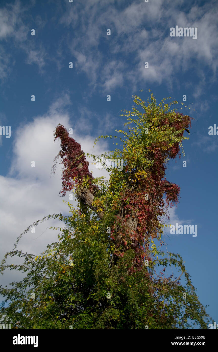 A dead tree is covered in vines under a blue sky while changing color ...