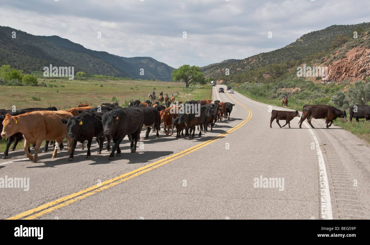 Western cowboys hi-res stock photography and images - Alamy