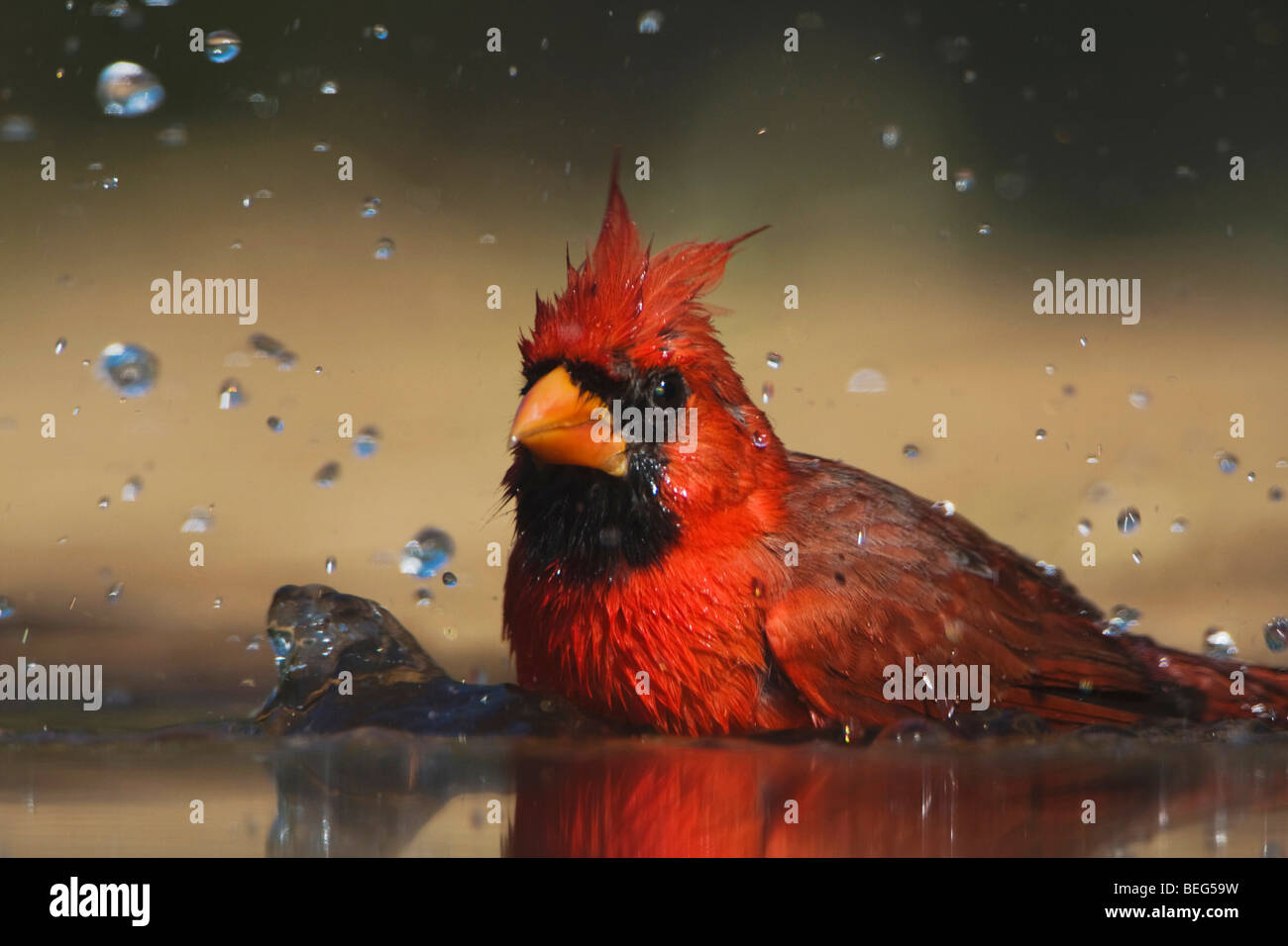 Northern Cardinal (Cardinalis cardinalis),male bathing, Rio Grande ...