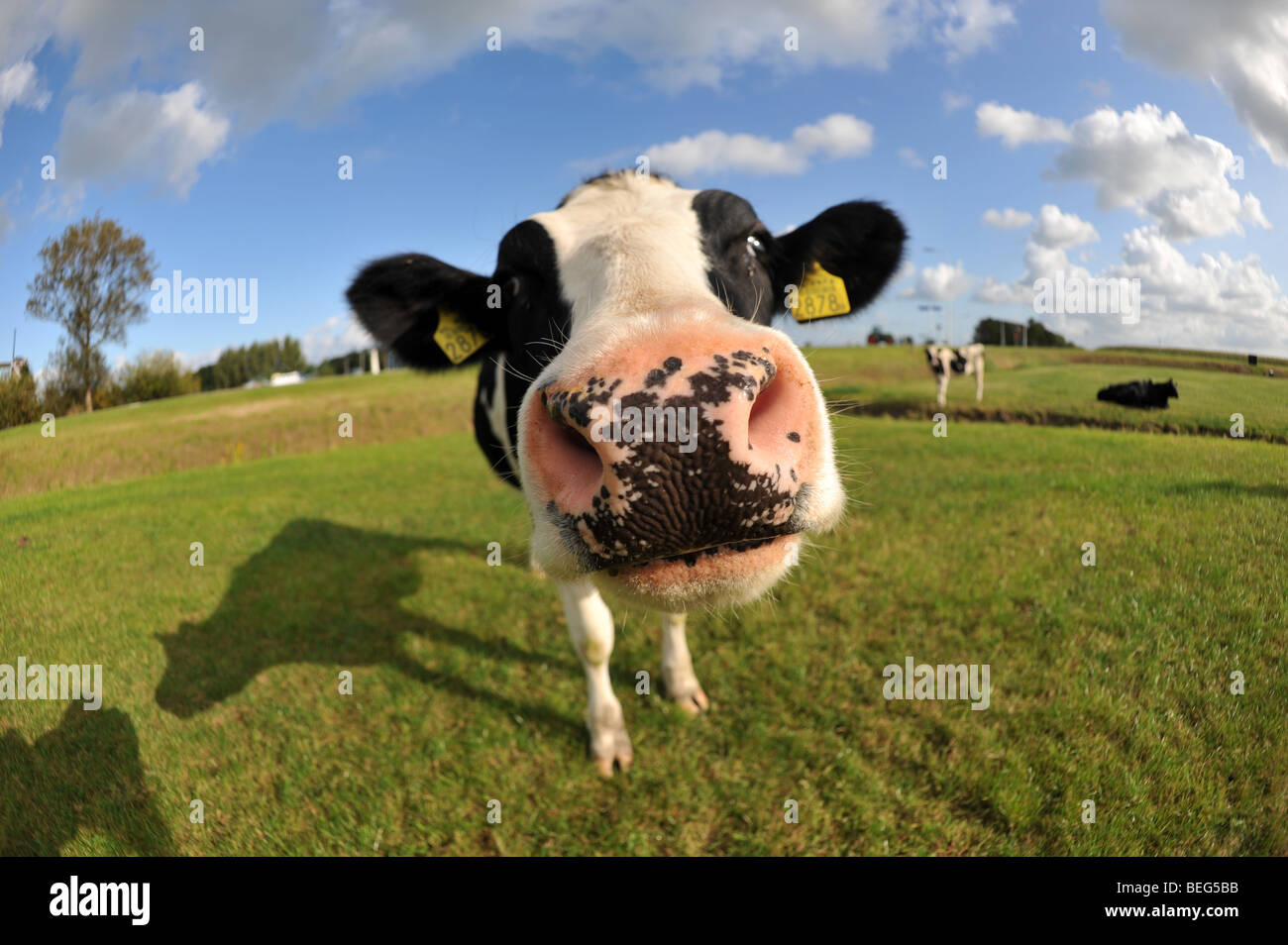 Close up of Friesian cow with head close up via fish eye lens over blue ...