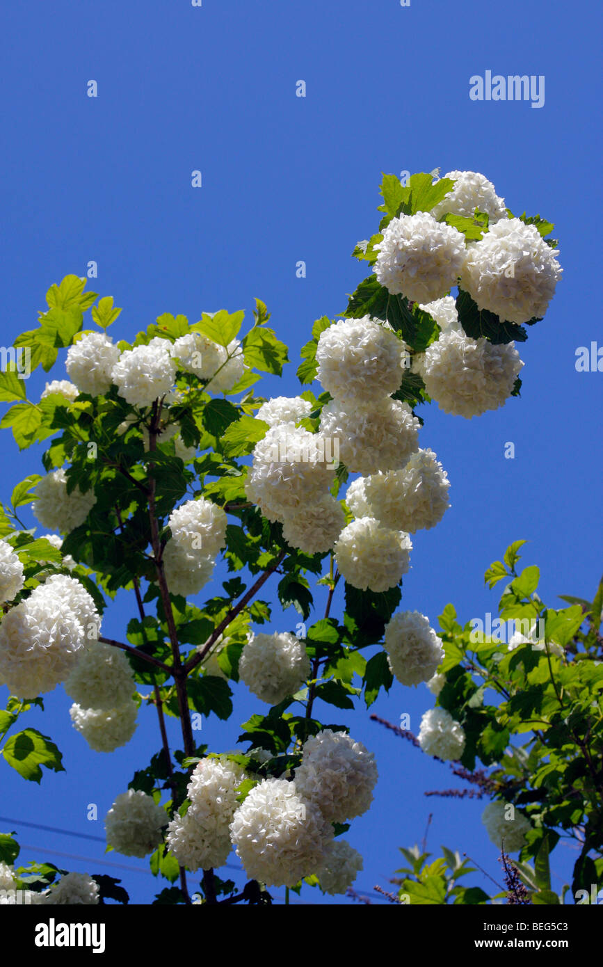 Viburnum opulus 'Roseum' AGM Stock Photo - Alamy