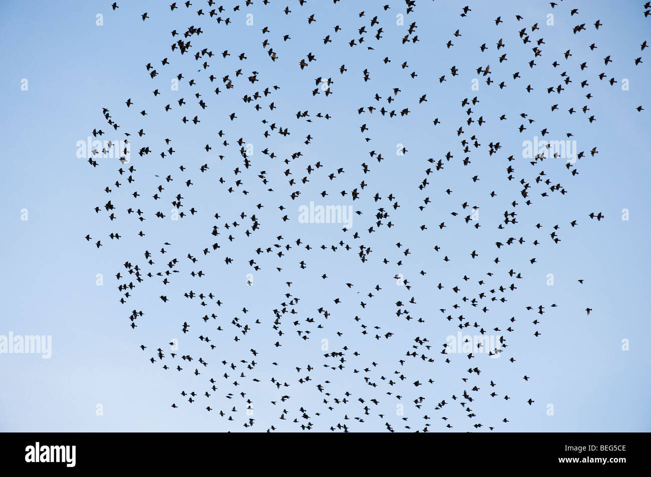 Starlings flock hi-res stock photography and images - Alamy