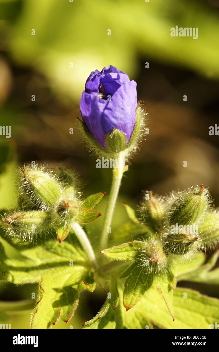 Northern geranium (Geranium erianthum Stock Photo - Alamy