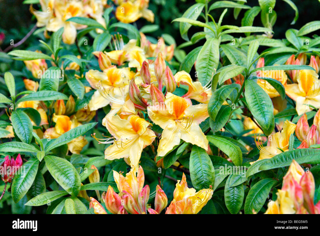 Gold chariot hi-res stock photography and images - Alamy