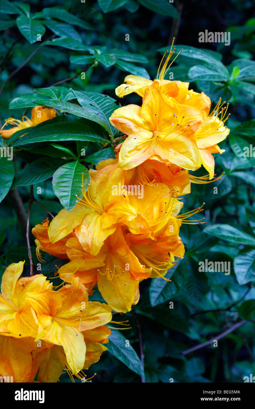Rhododendron klondyke agm hi-res stock photography and images - Alamy Rhododendron klondyke agm hi-res stock photography and images - Alamy