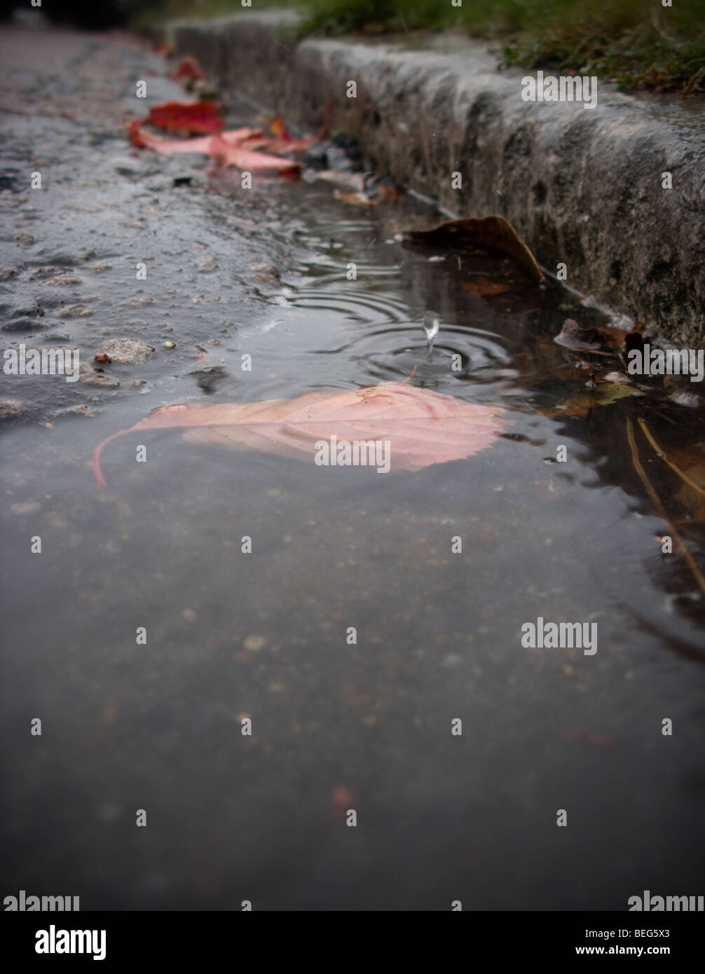Rain puddle close hi-res stock photography and images - Alamy