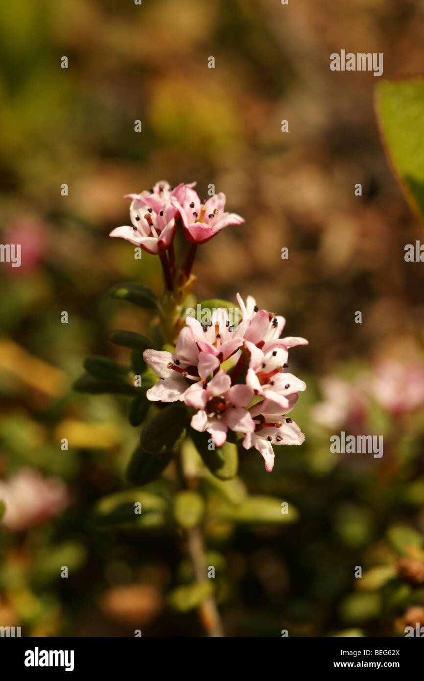 Alpine azalea (Loiseleuria procumbens Stock Photo - Alamy