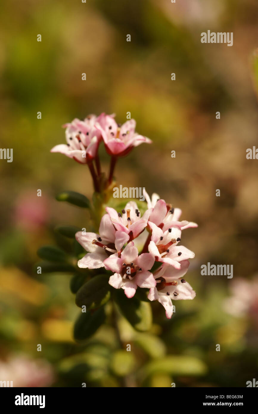 Alpine azalea (Loiseleuria procumbens Stock Photo - Alamy
