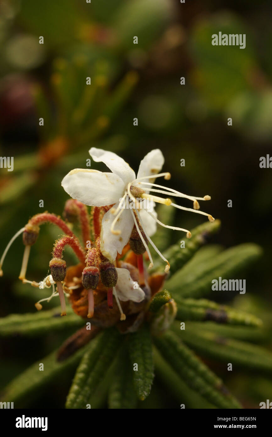 Ledum hi-res stock photography and images - Alamy
