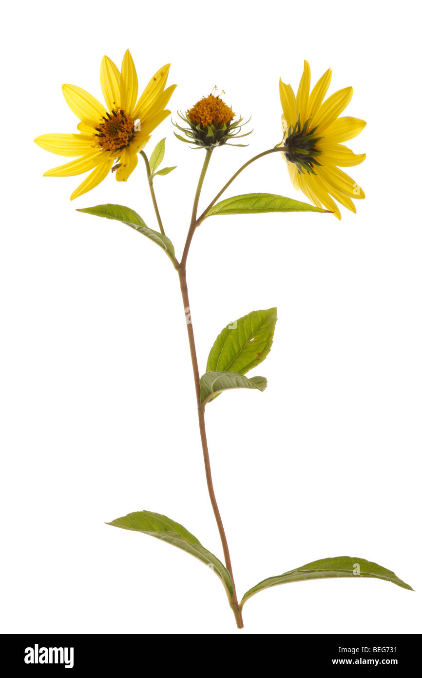 Helianthus 'Lemon Queen' flower Stock Photo - Alamy