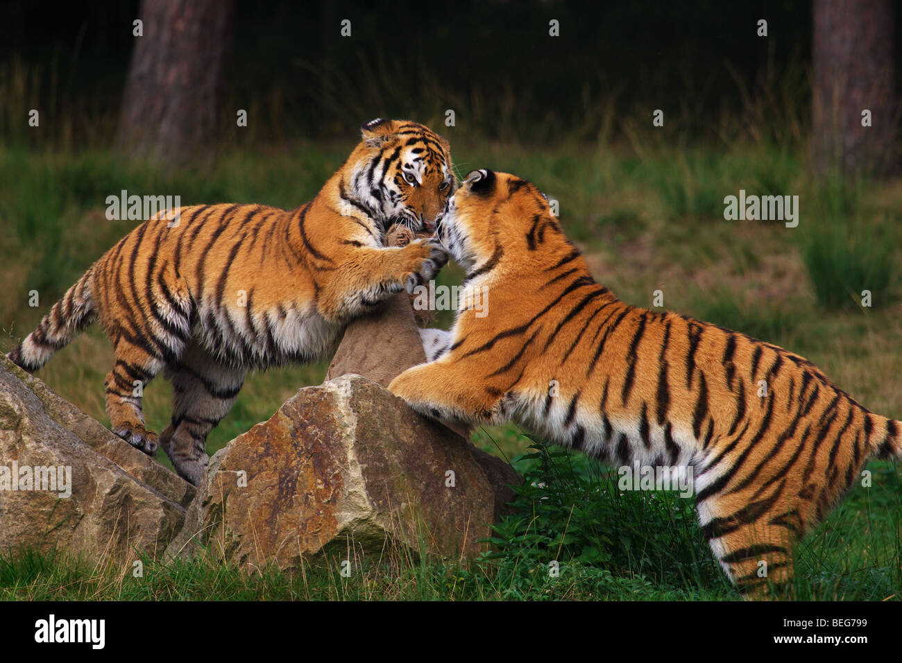 Two playing Siberian Tigers in front of a dark forest Stock Photo - Alamy