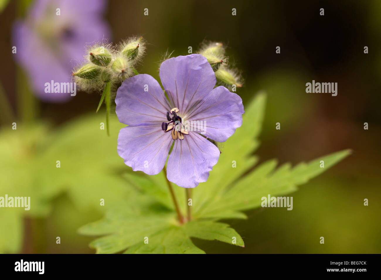 Northern geranium (Geranium erianthum Stock Photo - Alamy