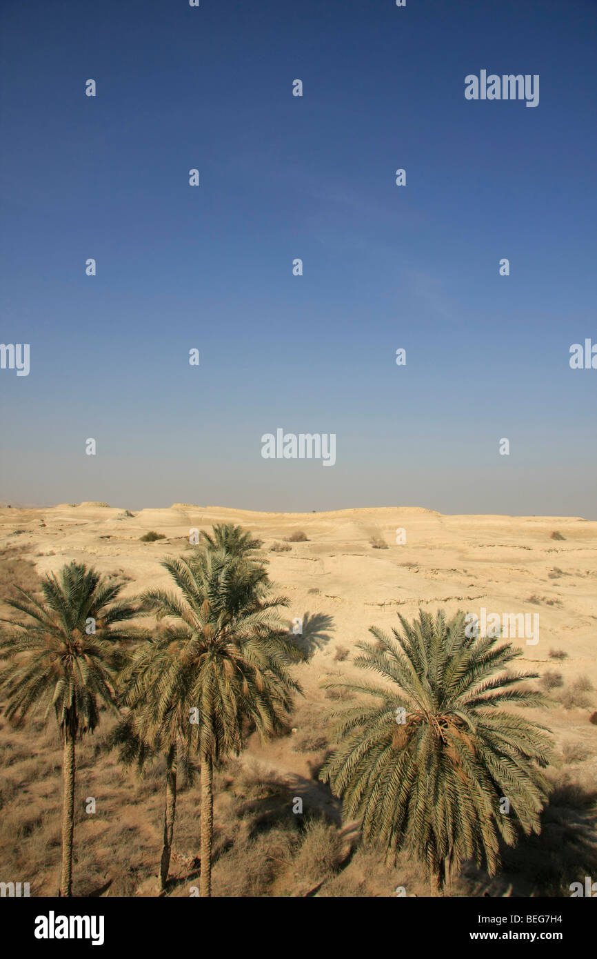 Jordan Valley, the old Date Palm farm of Deir Hajla Monastery Stock ...