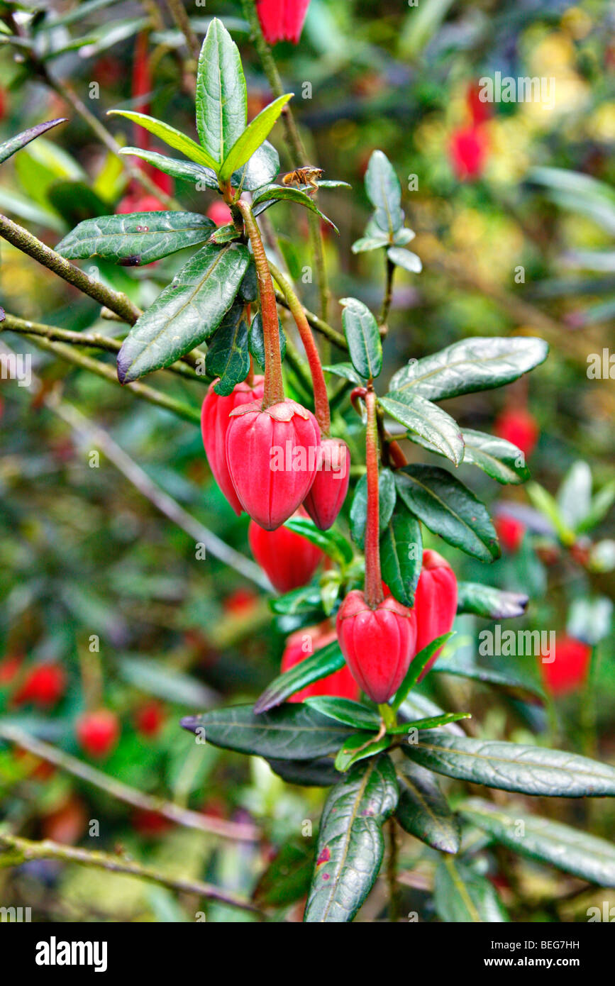 Crinodendron hookerianum AGM Stock Photo - Alamy