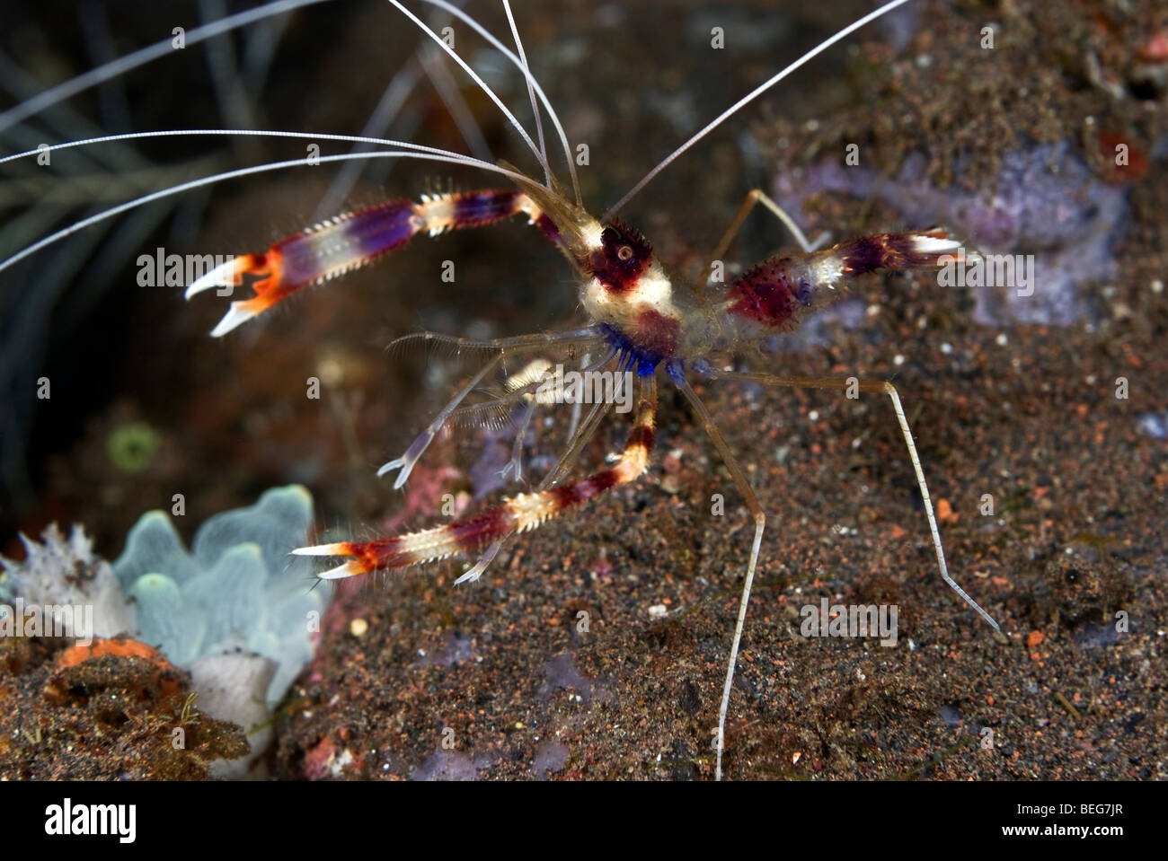 Banded coral Shrimp under water Stock Photo - Alamy