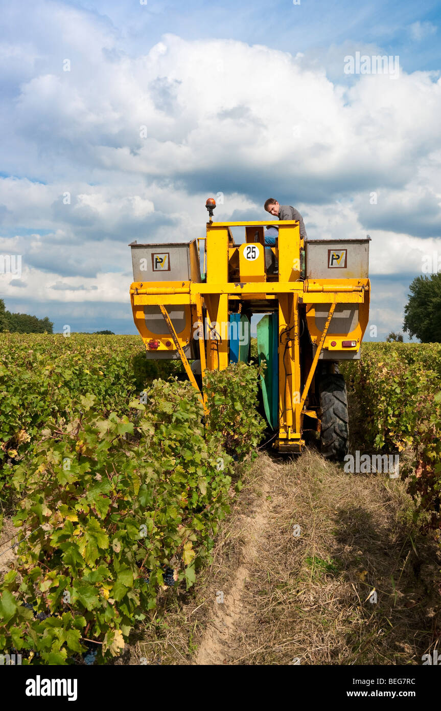 Vineyard harvesting hi-res stock photography and images - Alamy