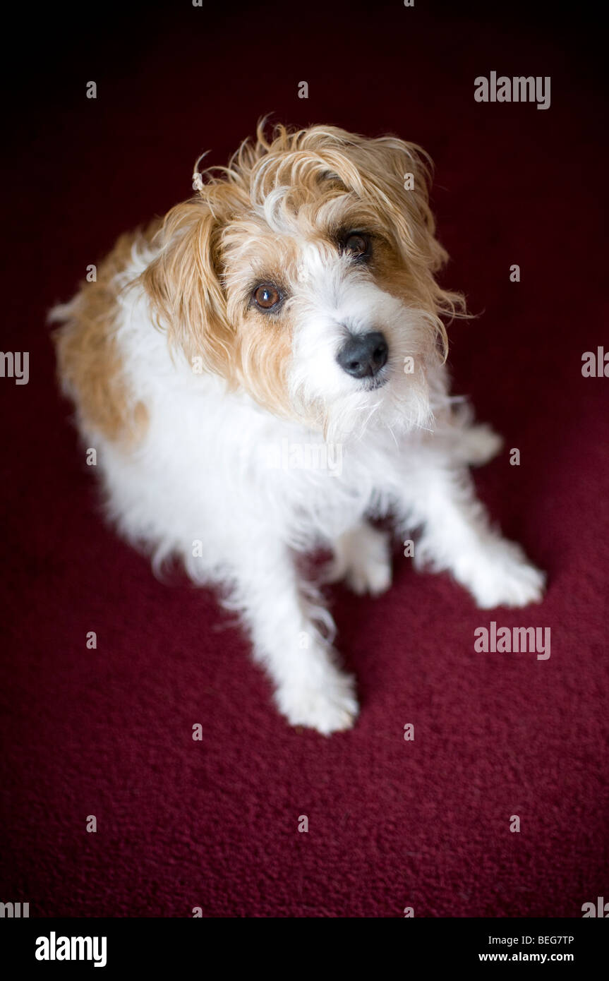 A Parsons Jack Russell dog Stock Photo - Alamy