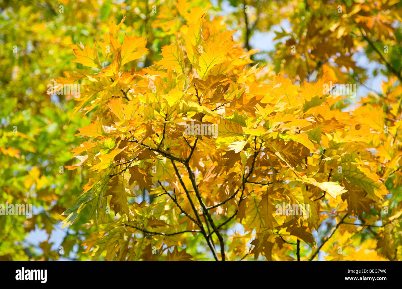 Yellow oak tree foliage natural autumn background Stock Photo - Alamy