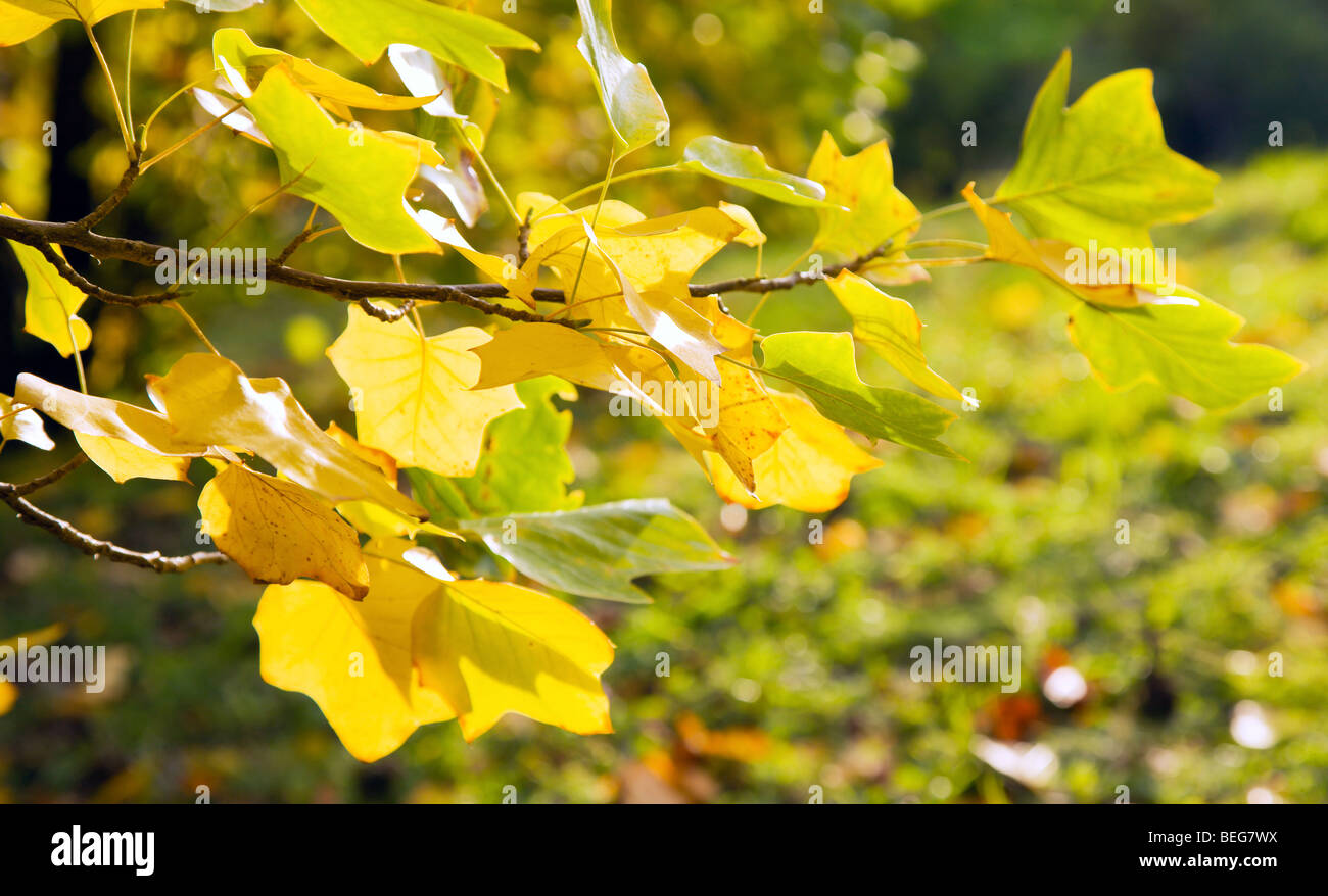 Yellow autumn tree twig (natural background Stock Photo - Alamy