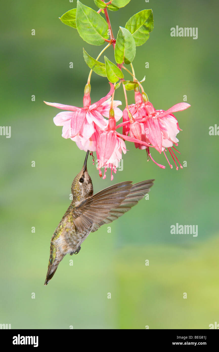 hummingbird feeding from flower Stock Photo - Alamy