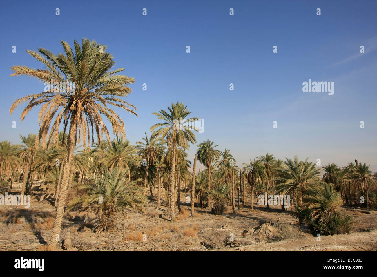 Jordan Valley, the old Date Palm farm of Deir Hajla Monastery Stock ...