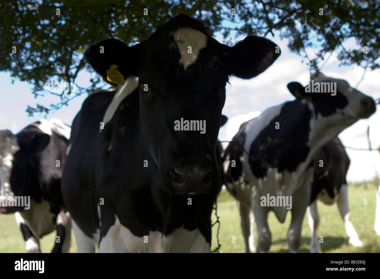 Cows under a tree Stock Photo - Alamy