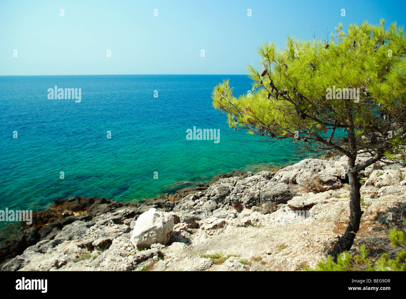 Pine tree on Hvar Island, Adriatic Sea, Croatia Stock Photo - Alamy