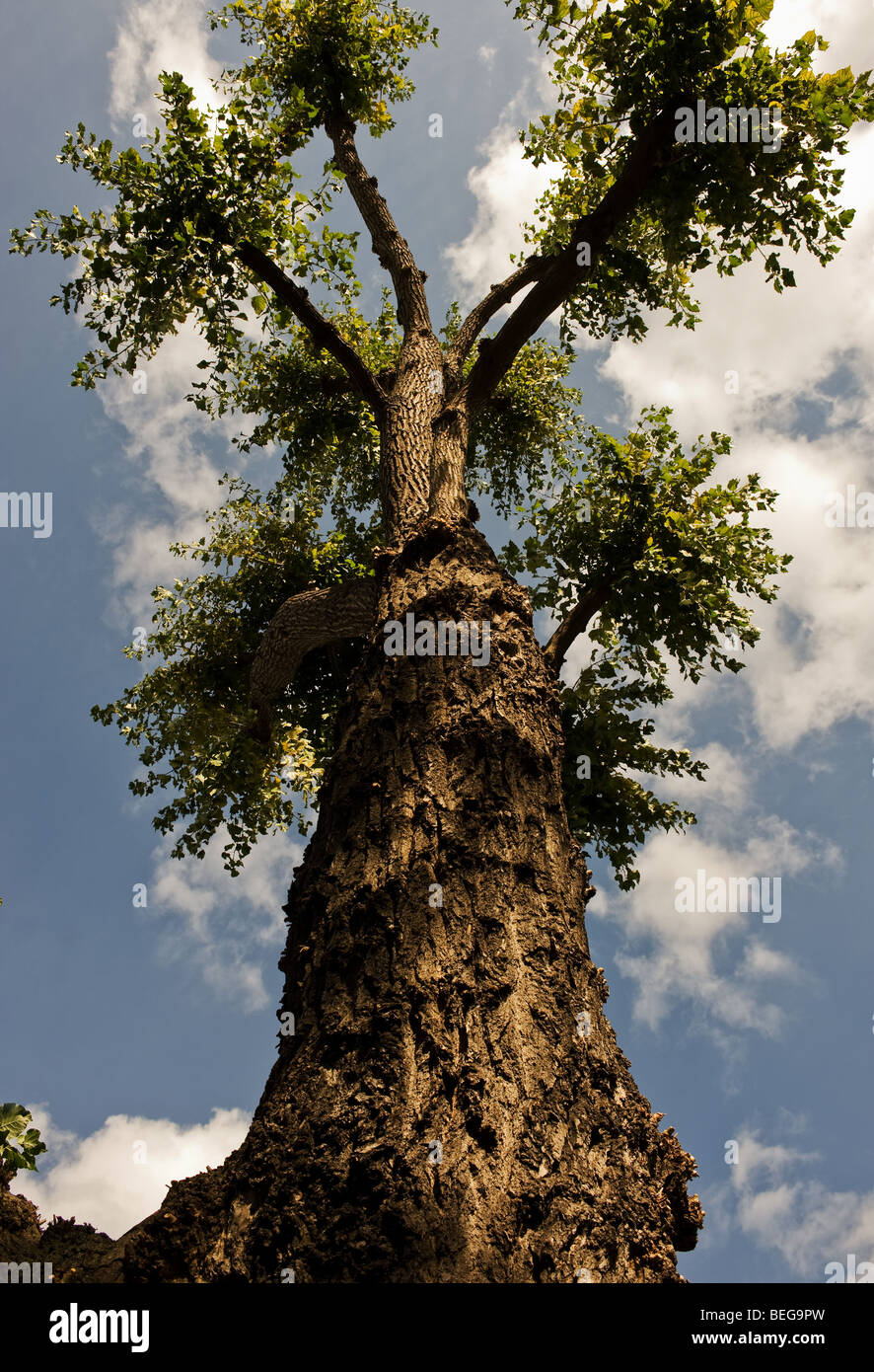 A pollarded oak tree. Photo by Gordon Scammell Stock Photo - Alamy