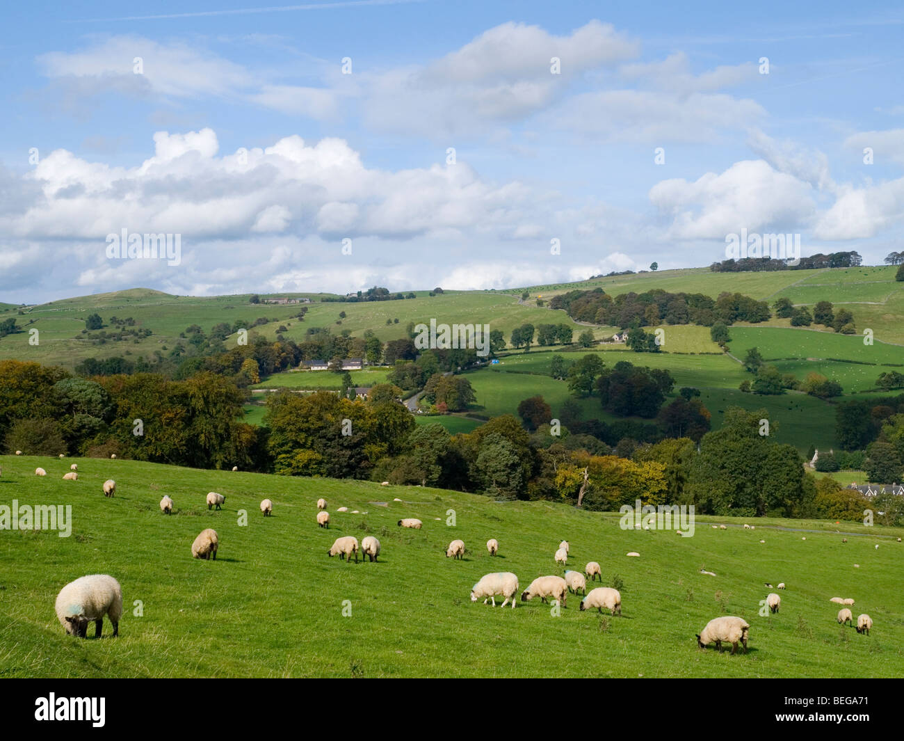 Uk landscape with cattle and sheep hi-res stock photography and images ...