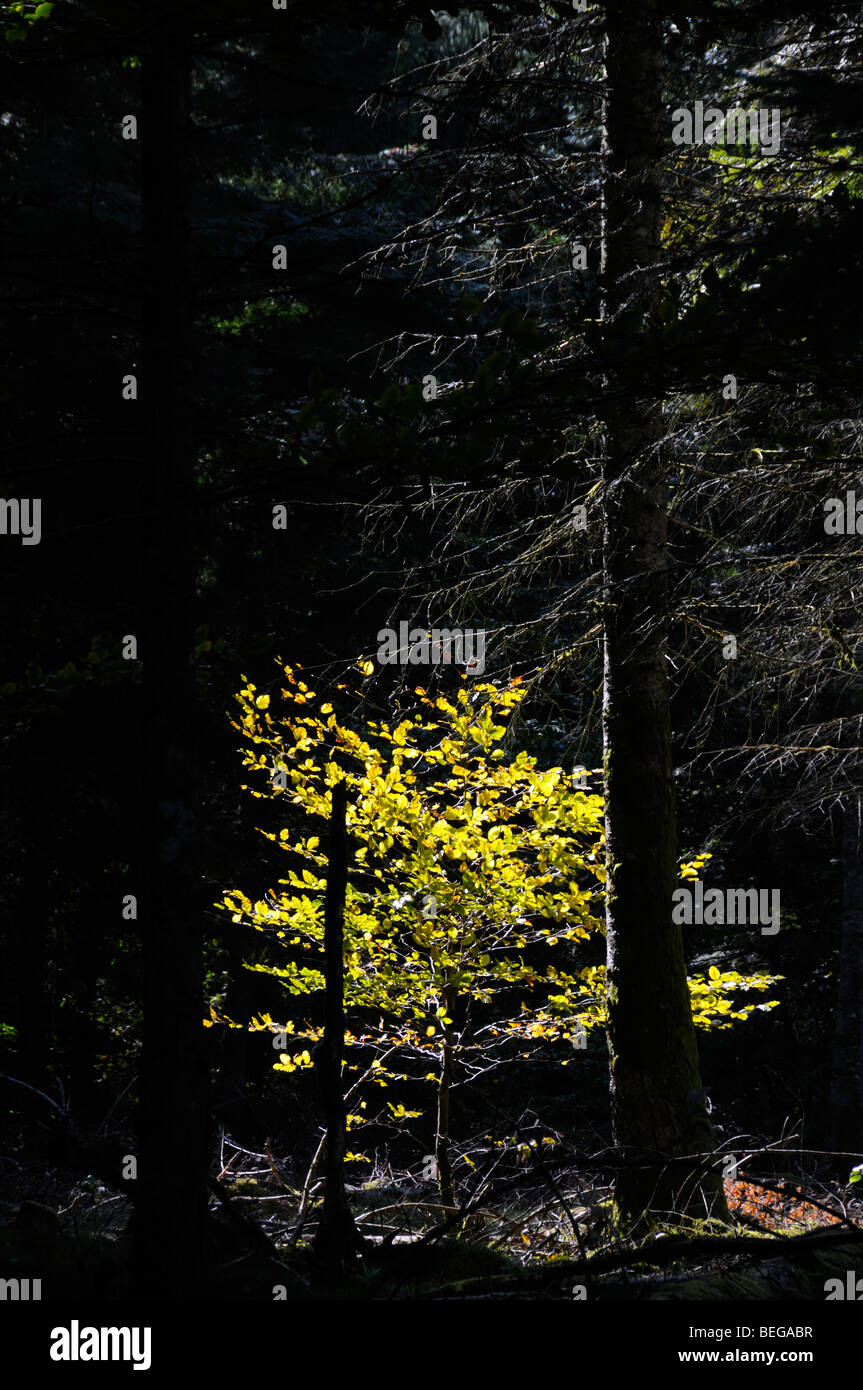 Rising shaft of light hi-res stock photography and images - Alamy