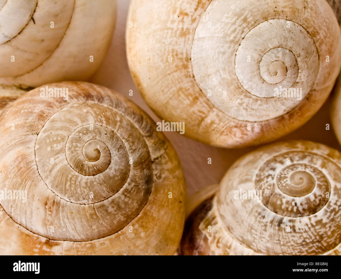 Snail shells on a white background Stock Photo - Alamy