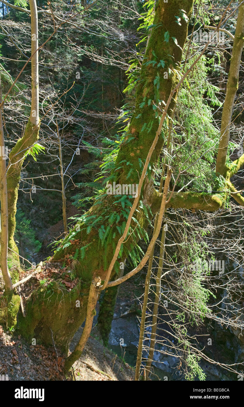 Old moss and fern overgrown tree on spring wild forest above ravine ...