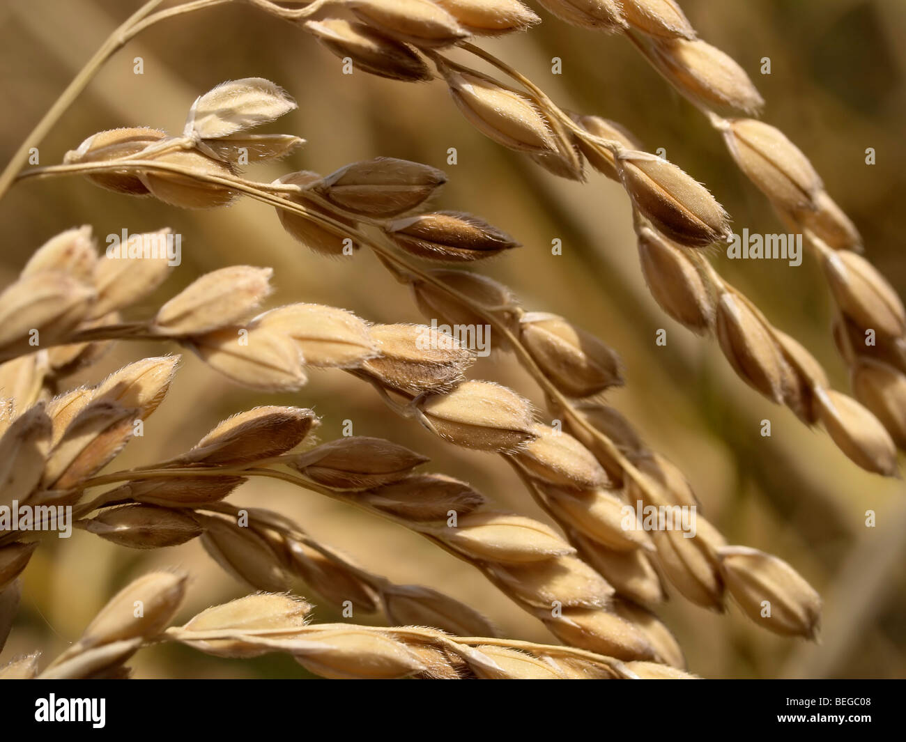 Rice in Camargue, Provence, France Stock Photo - Alamy