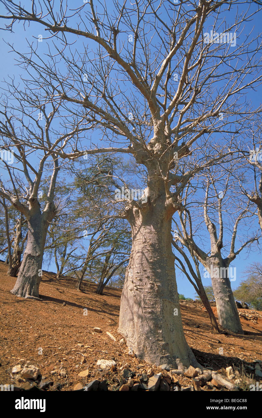 Elk149-1232 Senegal, Dakar, Goree Island, baobab trees Stock Photo - Alamy