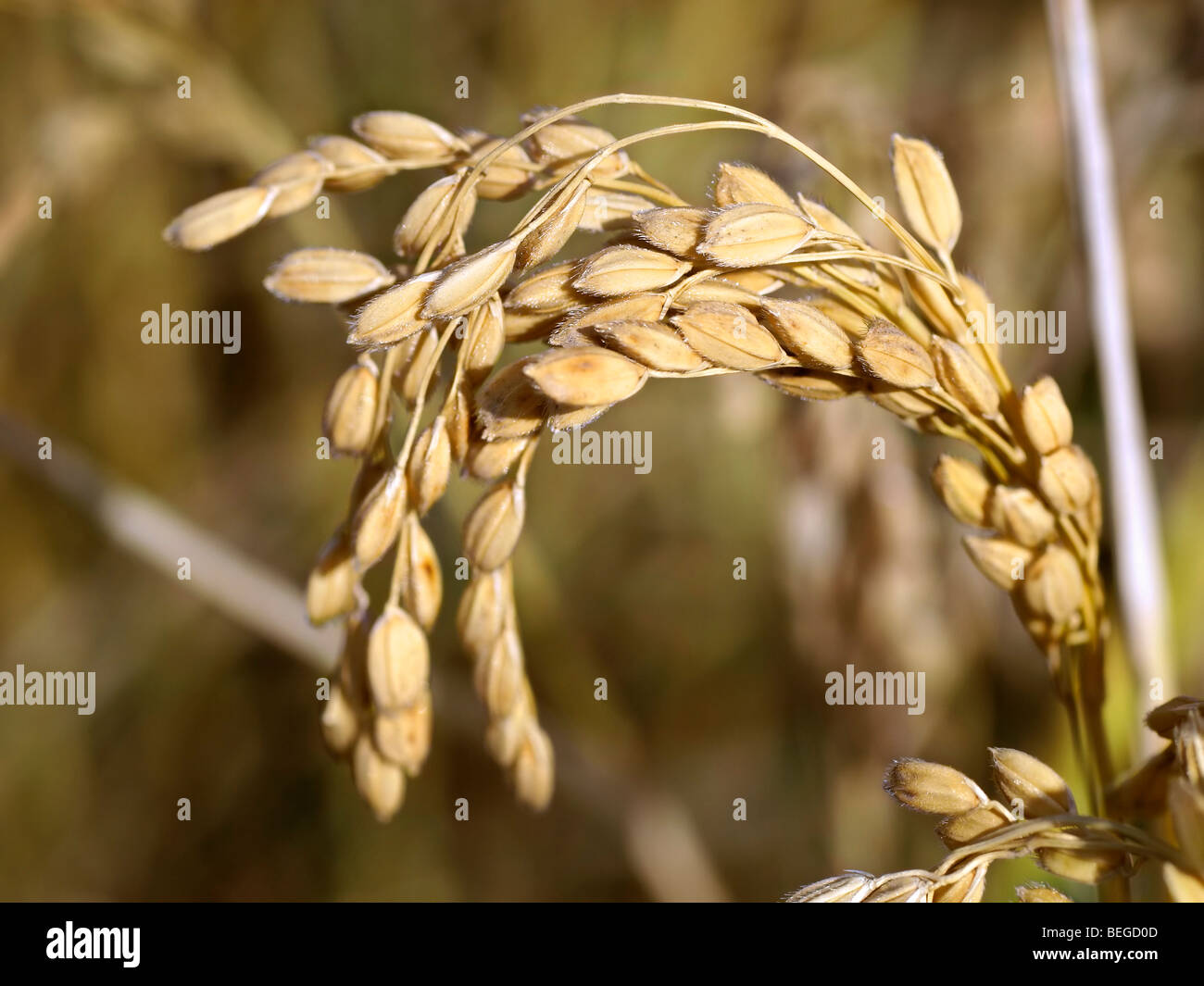 Rice in Camargue, Provence, France Stock Photo - Alamy