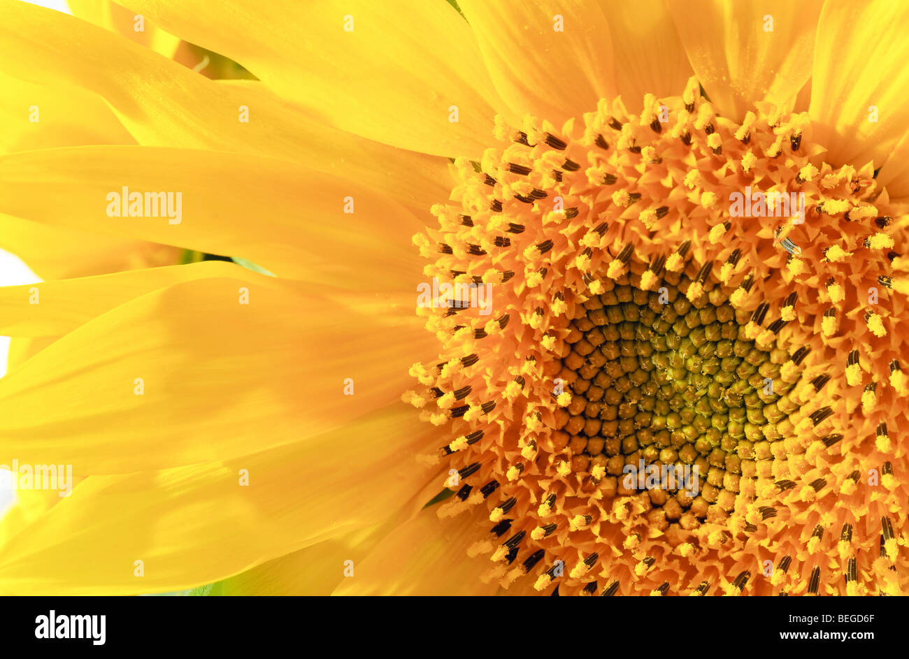 Nice yellow sunflower fragment (nature background). Composite macro ...