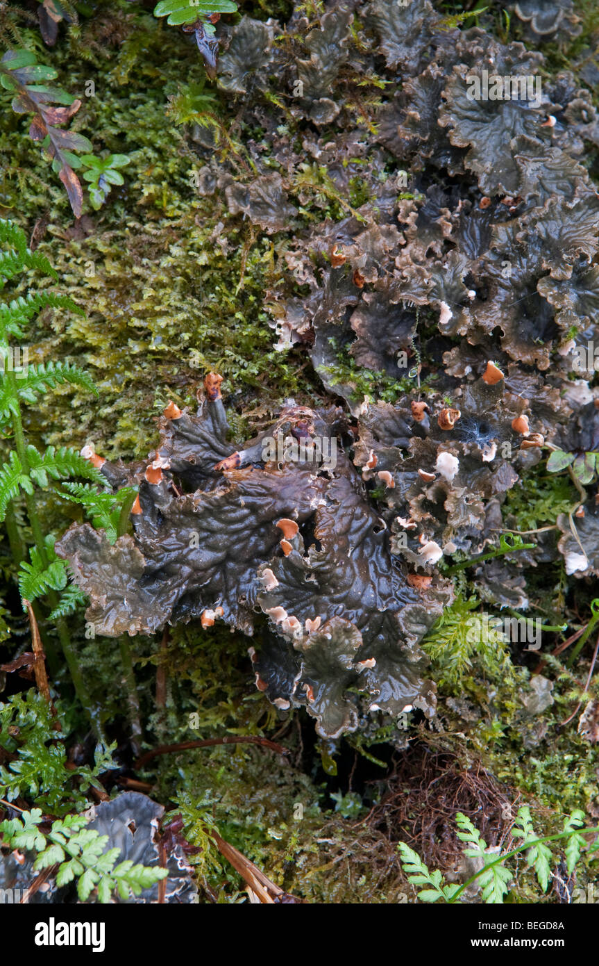Dog Lichen: Peltigera canina. Snowdonia National Park, North Wales ...