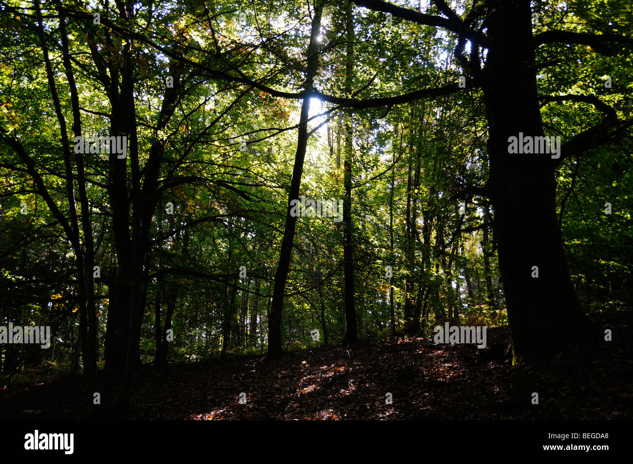 Stock photo of a dark forest with shafts of light lighting up the trees ...