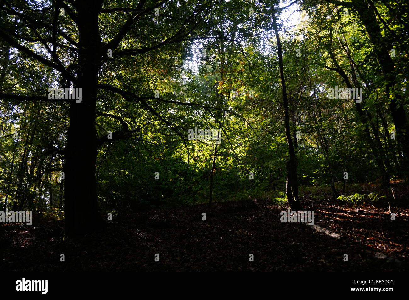 Stock photo of a dark forest with shafts of light lighting up the trees ...