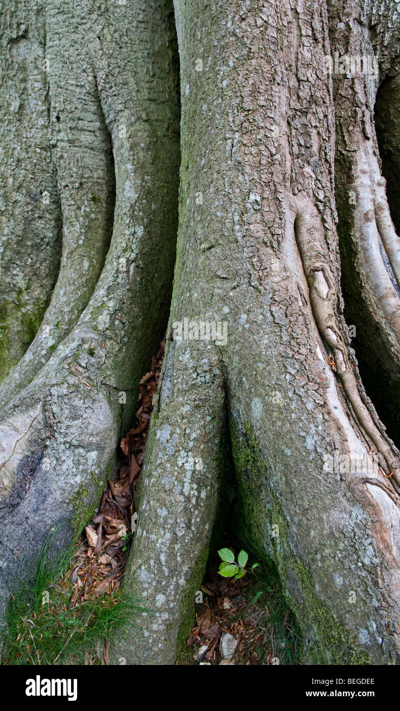 Beech tree fagus sylvatica old hi-res stock photography and images - Alamy