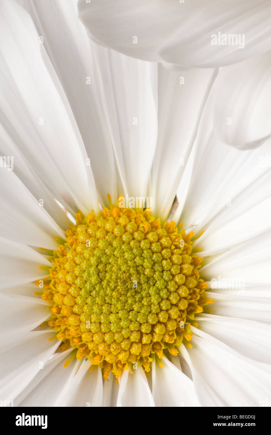 daisy isolated on a pure white background Stock Photo - Alamy