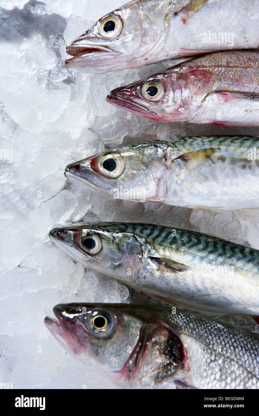 Seabass, mackerel, hake fish seafood over ice Stock Photo - Alamy