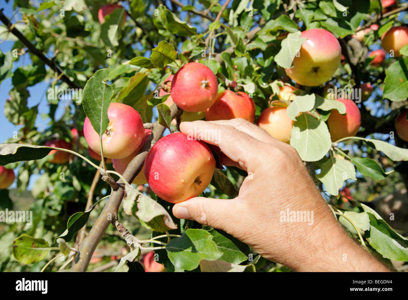 Apple farm exterior hi-res stock photography and images - Alamy